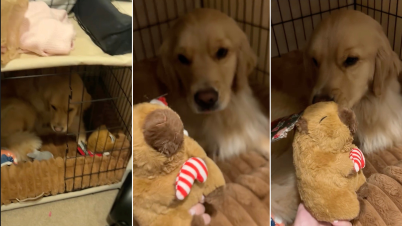 Video: Golden Retriever Finds Christmas Gift Early & Does This – Pet ...
