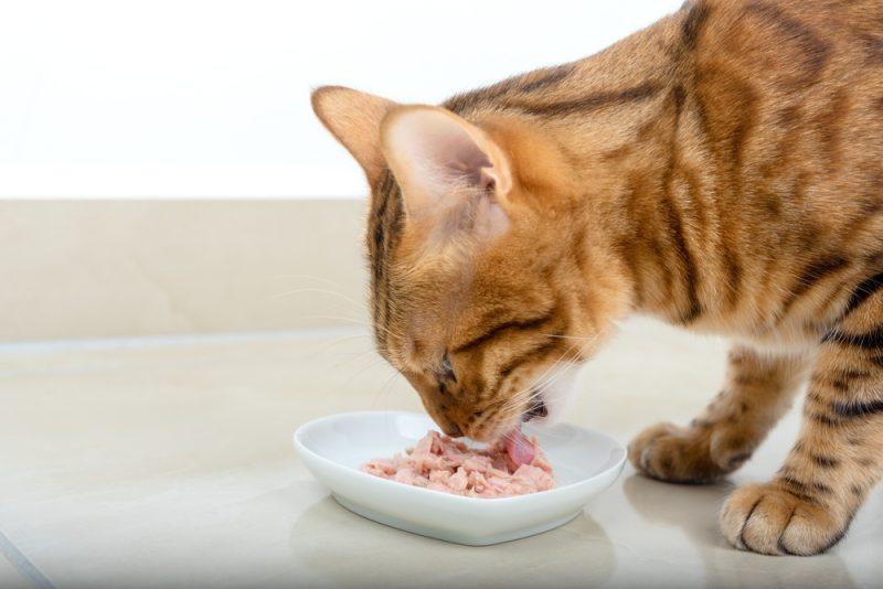 How Long Can You Leave Wet Cat Food Out? Vet-Verified Health & Safety ...